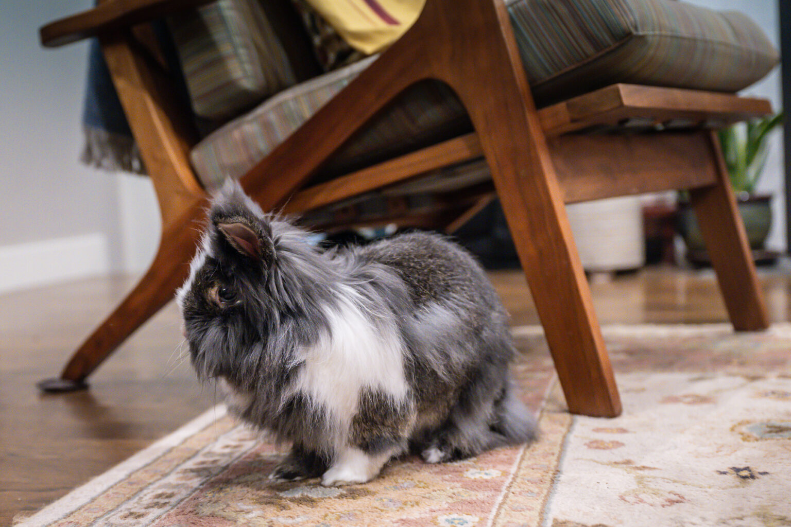 A History of Rabbits on the Internet - Rabbit.org