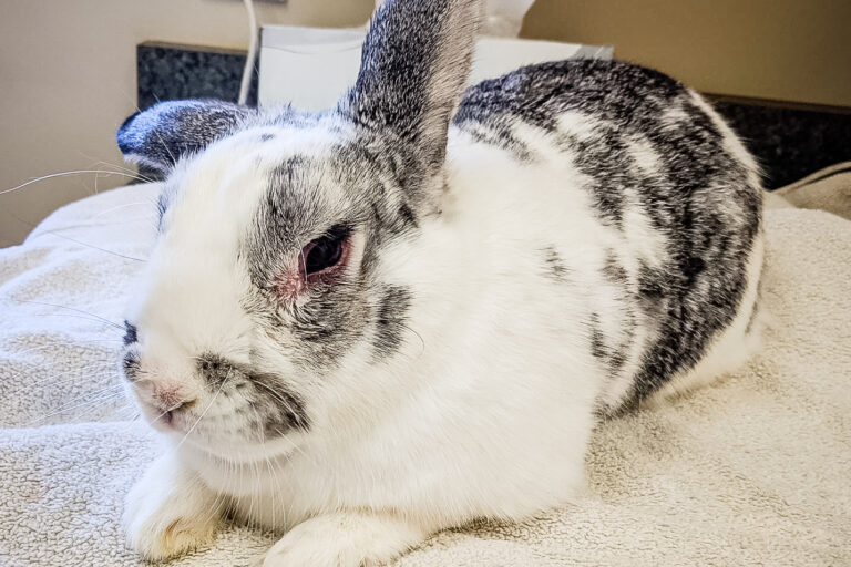 Myxomatosis Case Reports