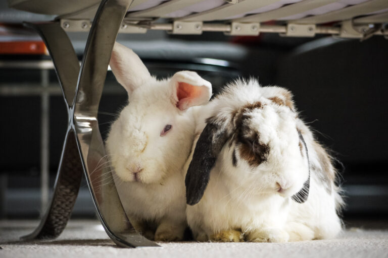Spaying and Neutering Basics - Rabbit.org