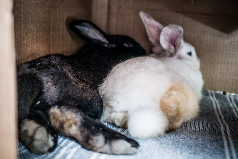 Finding Your Rabbit A Companion