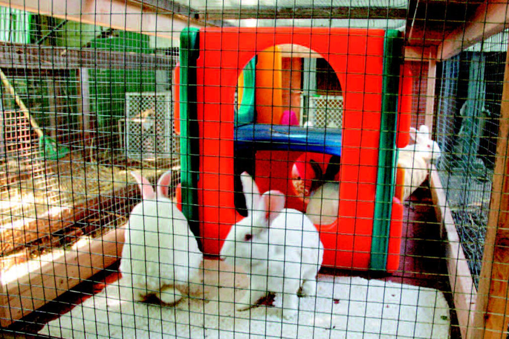 Adoption - Rabbit.org