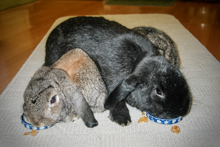 Monitoring Your Rabbit's Vital Signs: A Guide to Ensuring Their Health