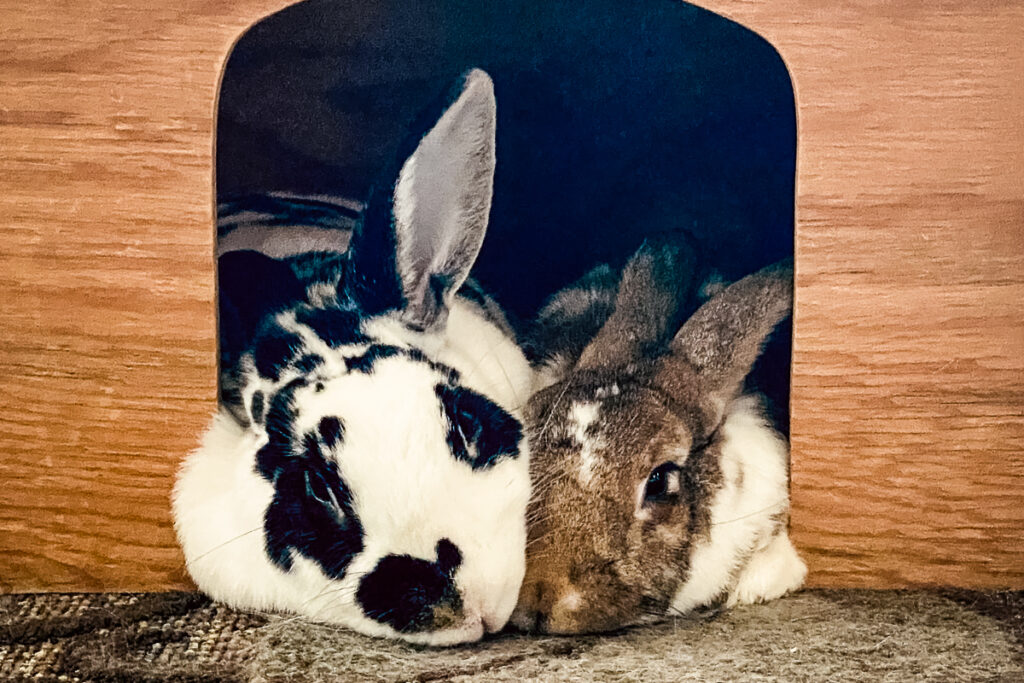 House Rabbit Care & Behavior - Rabbit.org