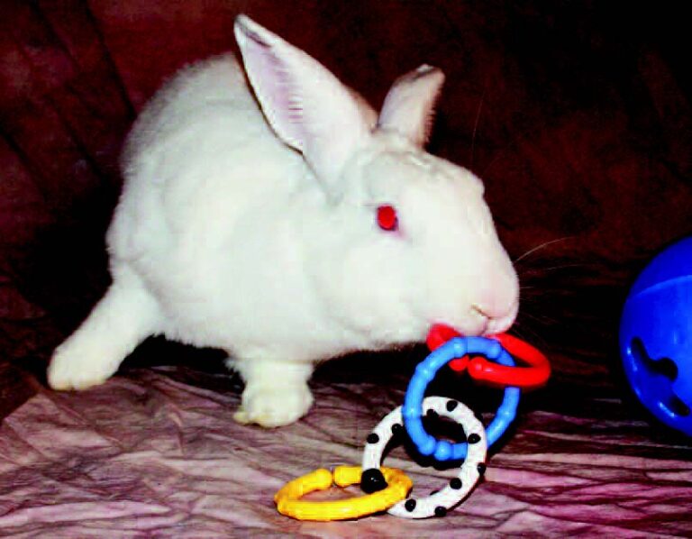 More Than Just a Chew Stick