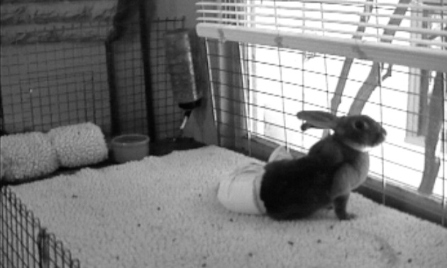 Assisted Living: Quality care for disabled bunnies - Rabbit.org