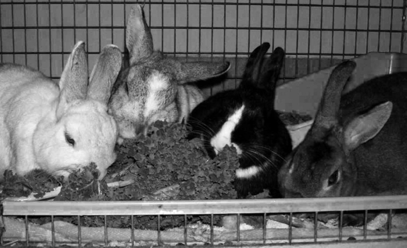 Assisted Living: Quality care for disabled bunnies