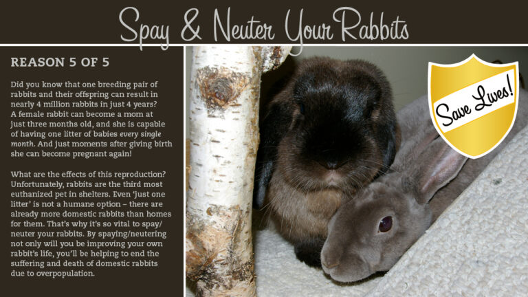 Health - Rabbit.org