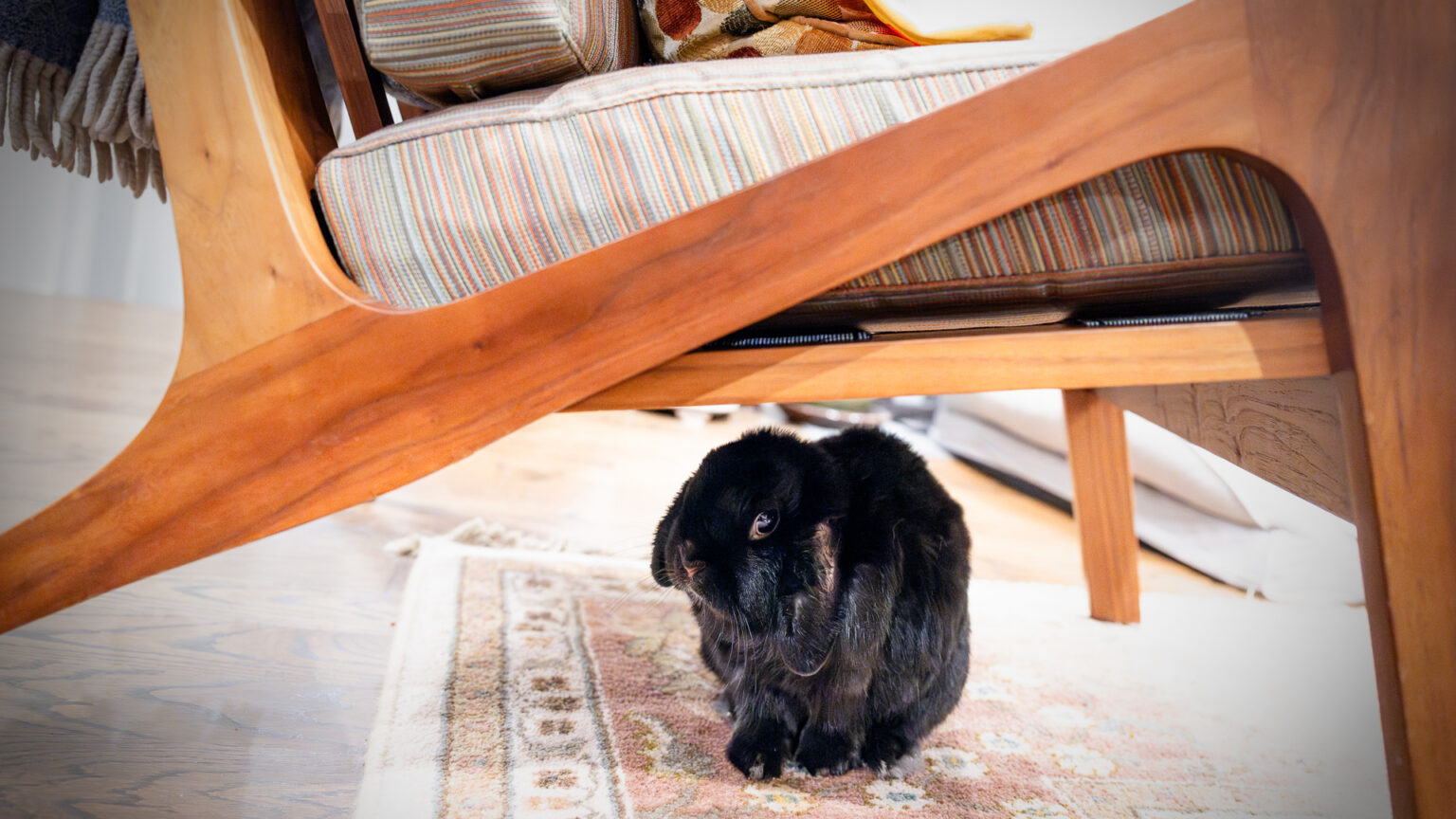 Help Me: - Rabbit.org