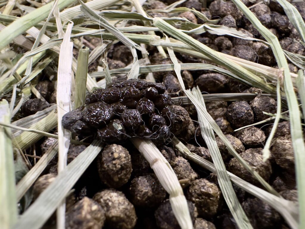 Cecotropes