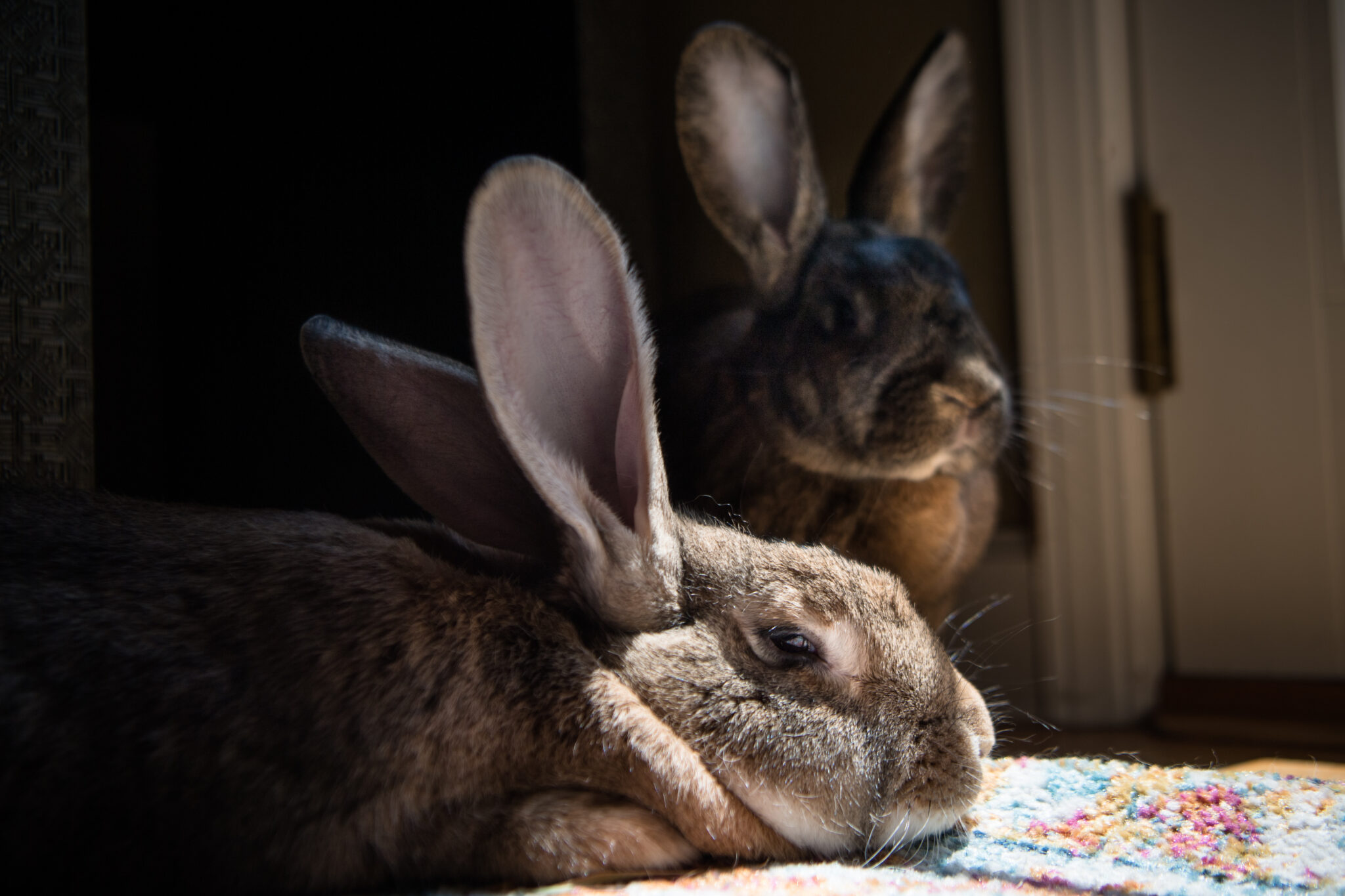 House Rabbit Care & Behavior - Rabbit.org