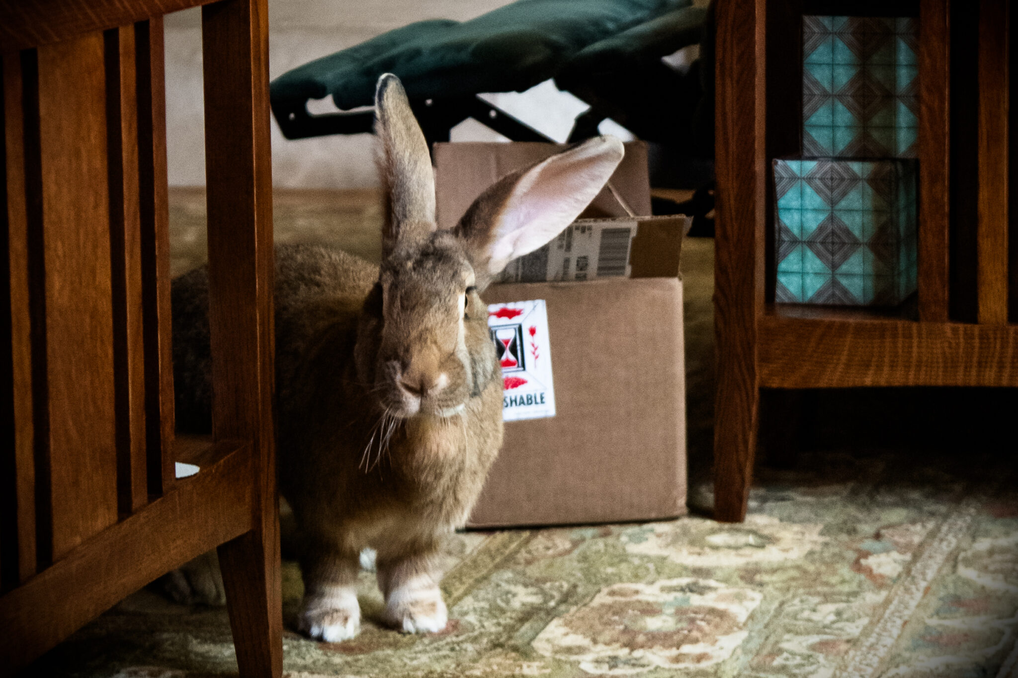 Finding a Home for an Unwanted Rabbit (rehoming)