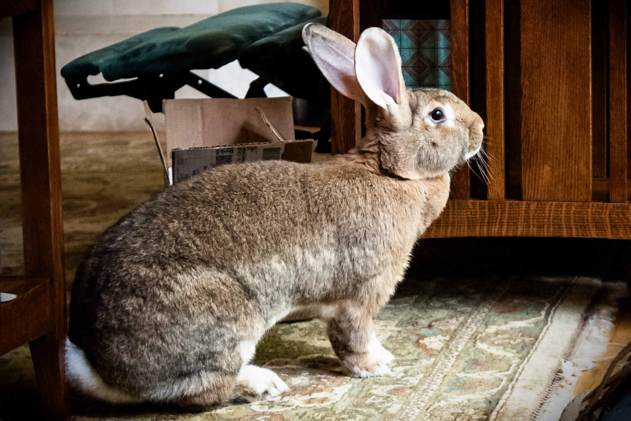 The Rabbit Liver in Health and Disease