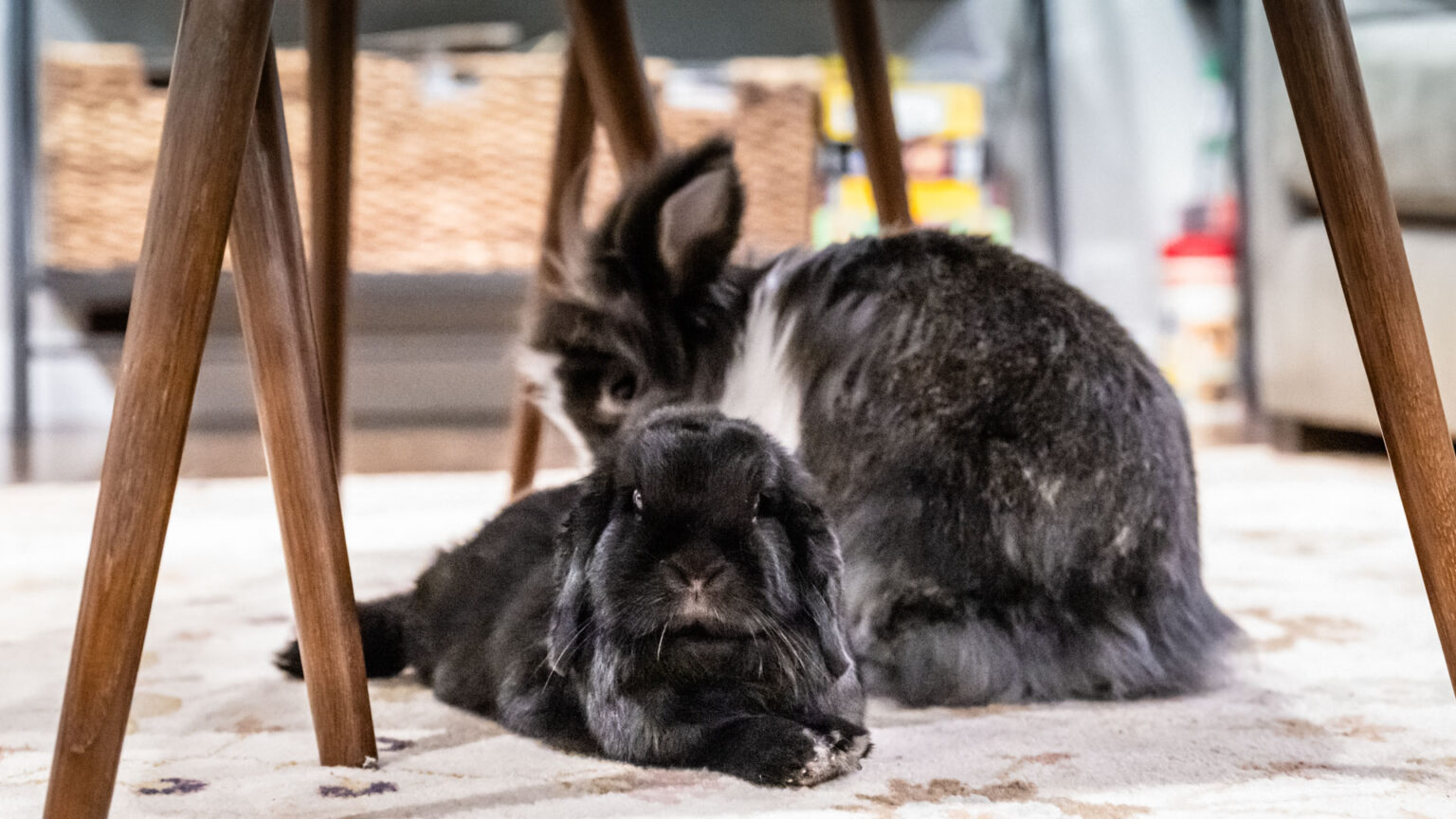 Rabbits Are Social and Intelligent - Rabbit.org