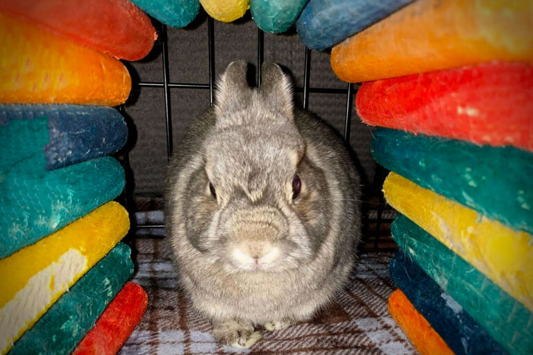 Baby Bunnies – Rabbit.org