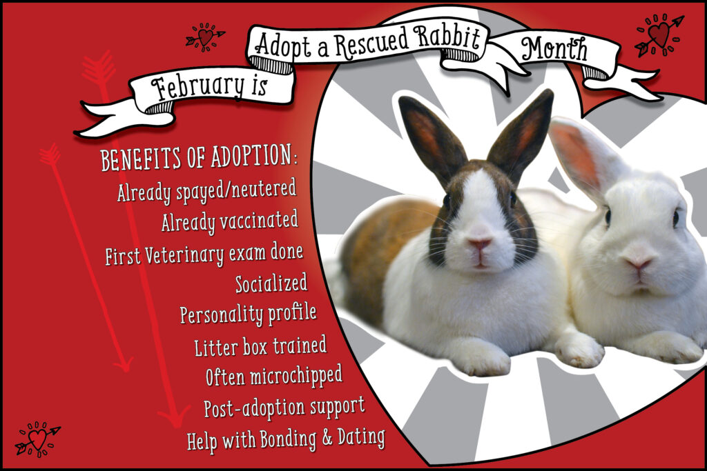 Rabbit Education Library - Rabbit.org