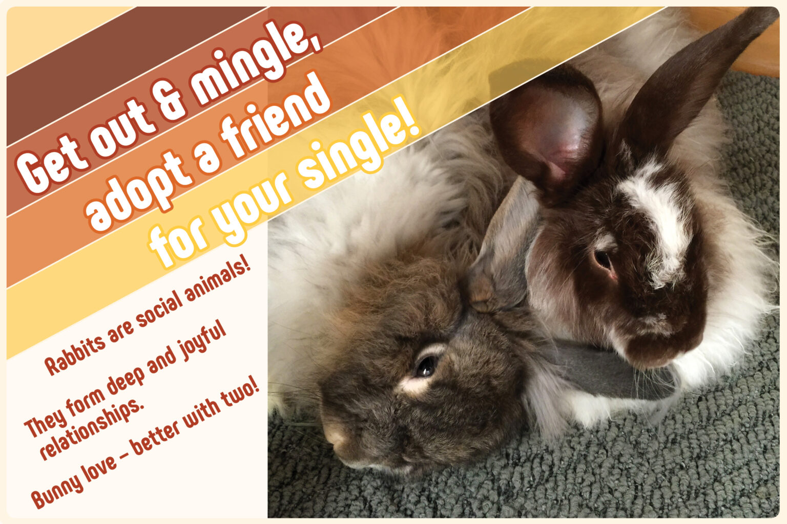 Newcomers - Rabbit.org