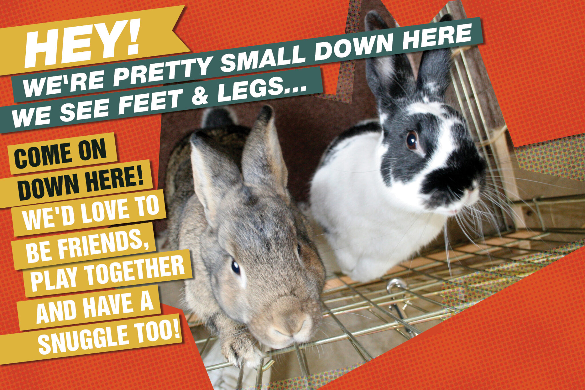 Rabbit Education Library - Rabbit.org