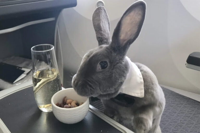 Flying With Rabbits: Your Complete Guide