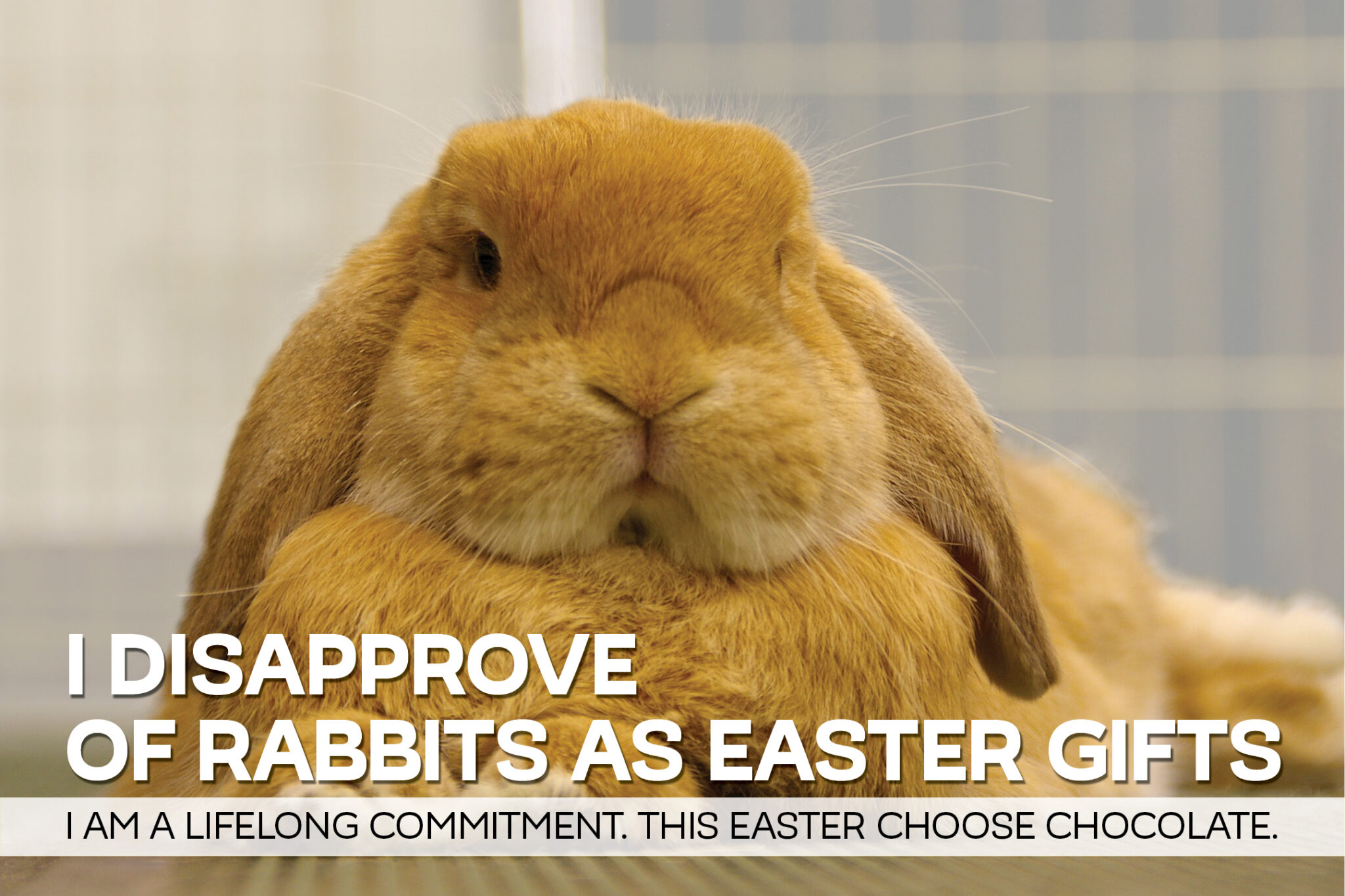 Easter & Rabbits - Rabbit.org