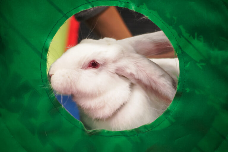 Disorders of the Cecum