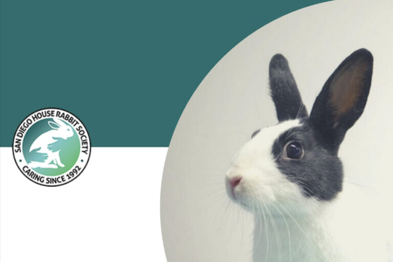 House Rabbit Care & Behavior Resource Book