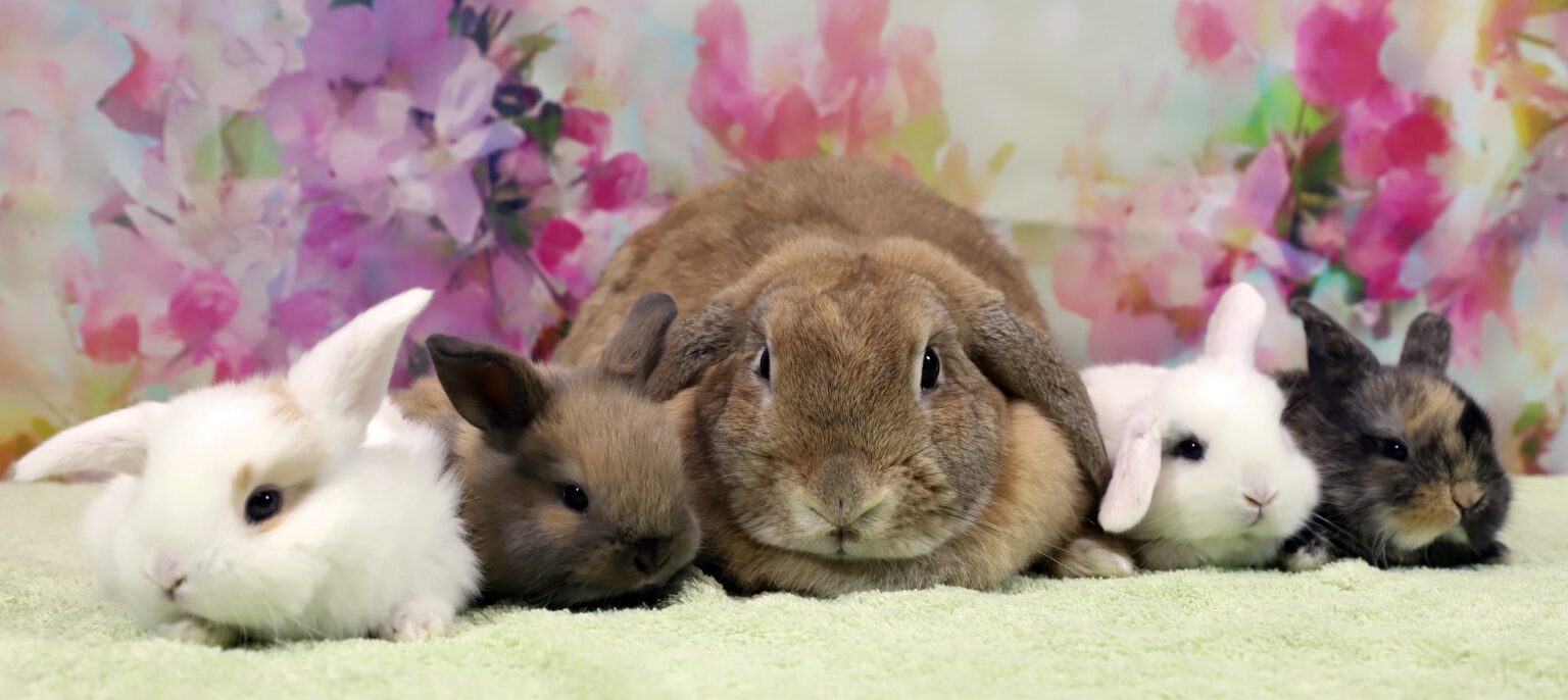 Care - Rabbit.org