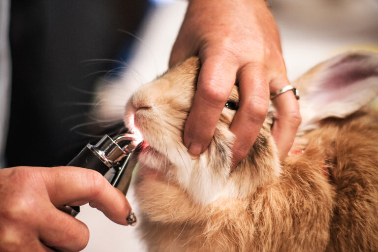 All About Teeth: Preventative Care & Dental Problems in Rabbits