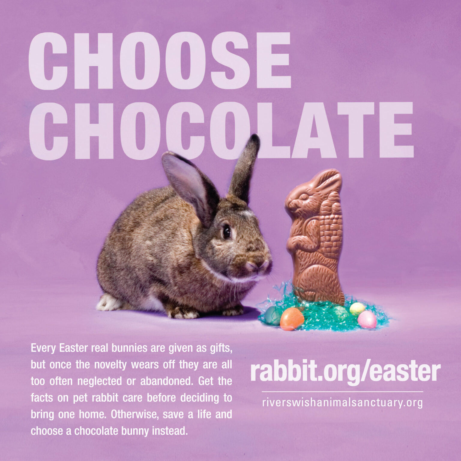 Rabbit Education Library - Rabbit.org