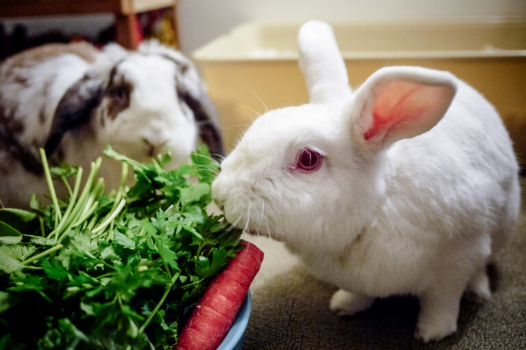 Care - Rabbit.org
