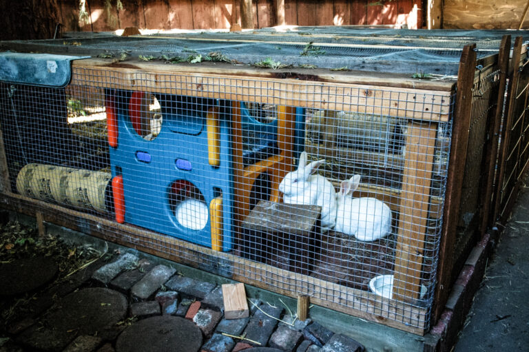 Rabbits Outdoors: Lowering Risks - Rabbit.org