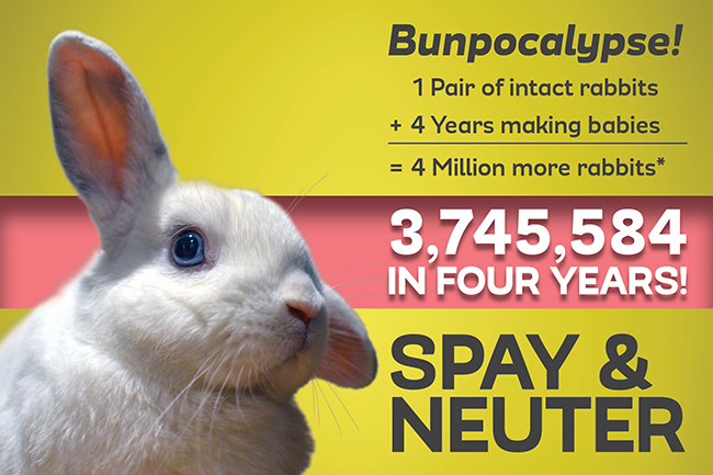 How Many Rabbits Can A Rabbit Make? - Rabbit.org