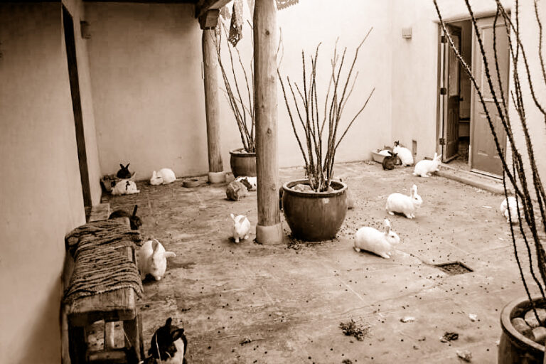 Four Fabulous Outdoor Exercise Set-Ups For Rabbits