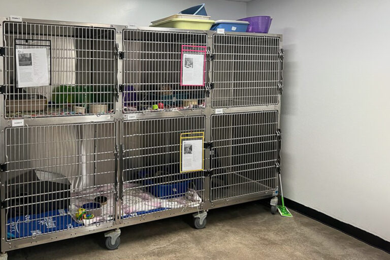 Caring for Rabbits in Animal Shelters