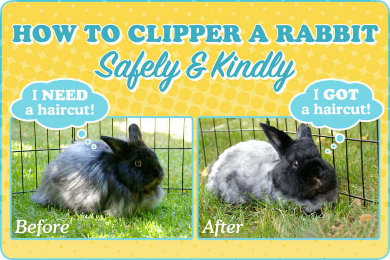 Rabbit Education Library - Rabbit.org