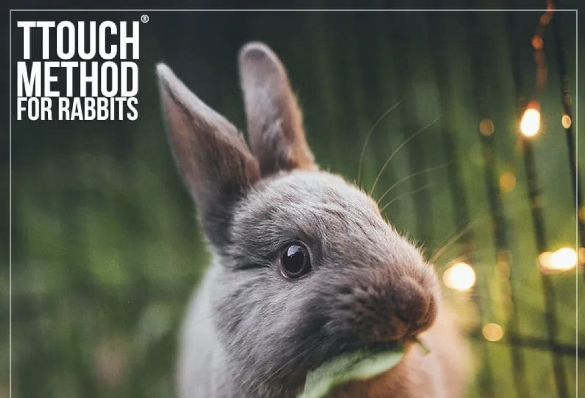 Health - Rabbit.org
