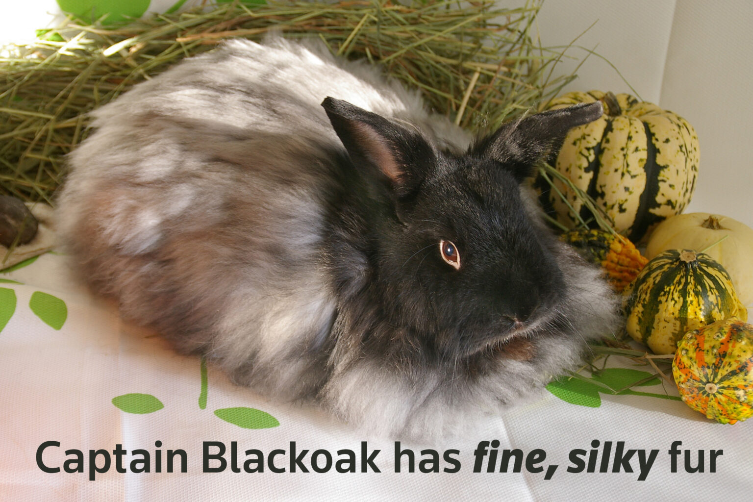 How To Clipper A Rabbit Safely and Kindly