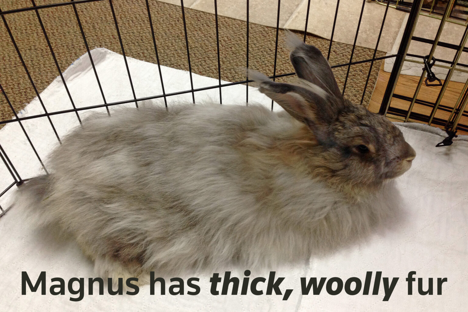 How To Clipper A Rabbit Safely and Kindly