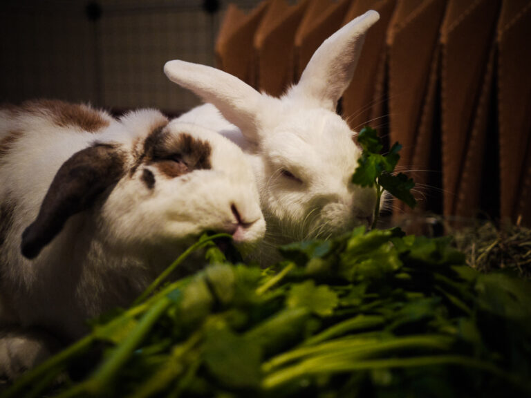 Lowering Blood Calcium