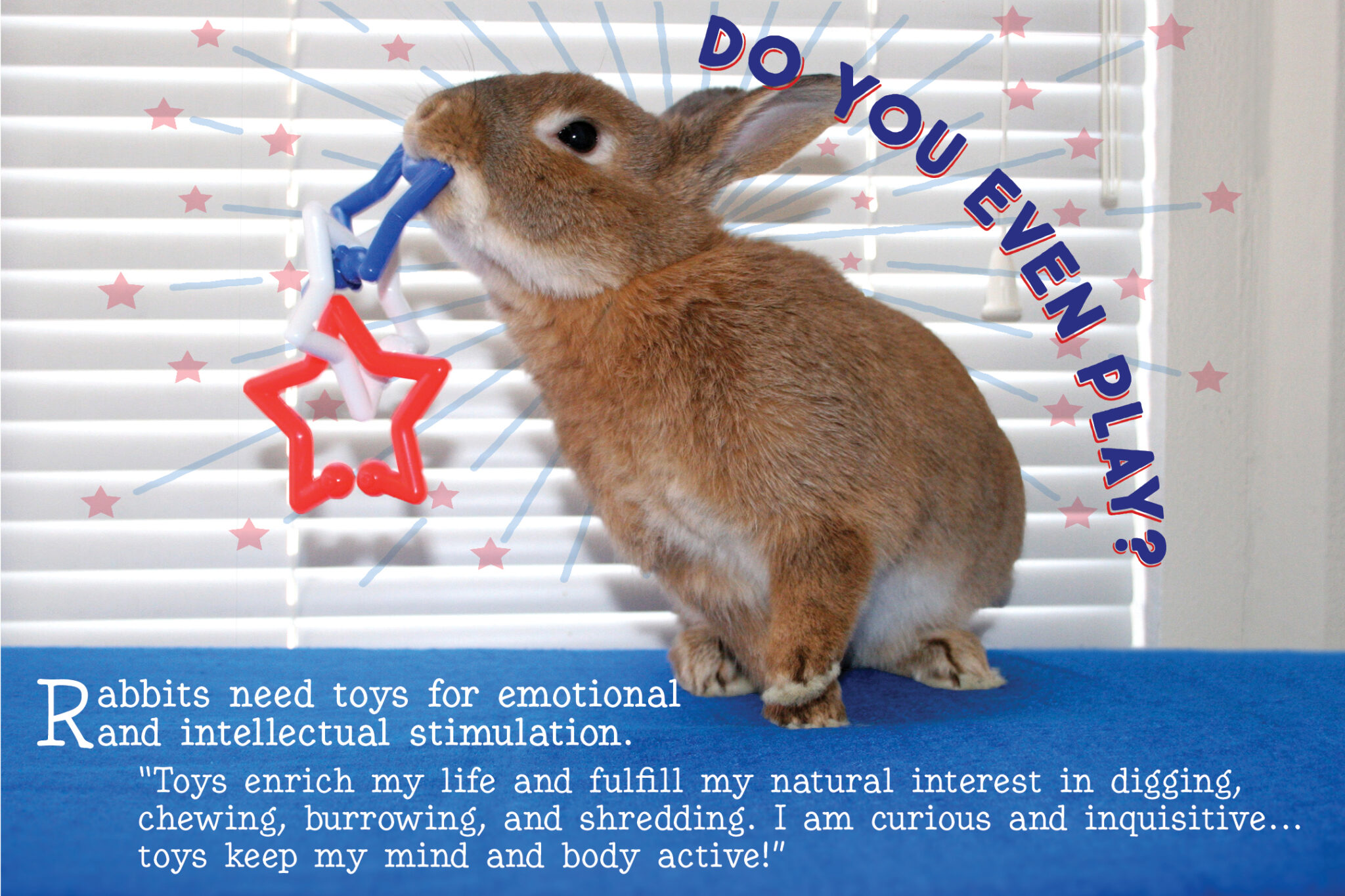 Rabbit Education Library - Rabbit.org