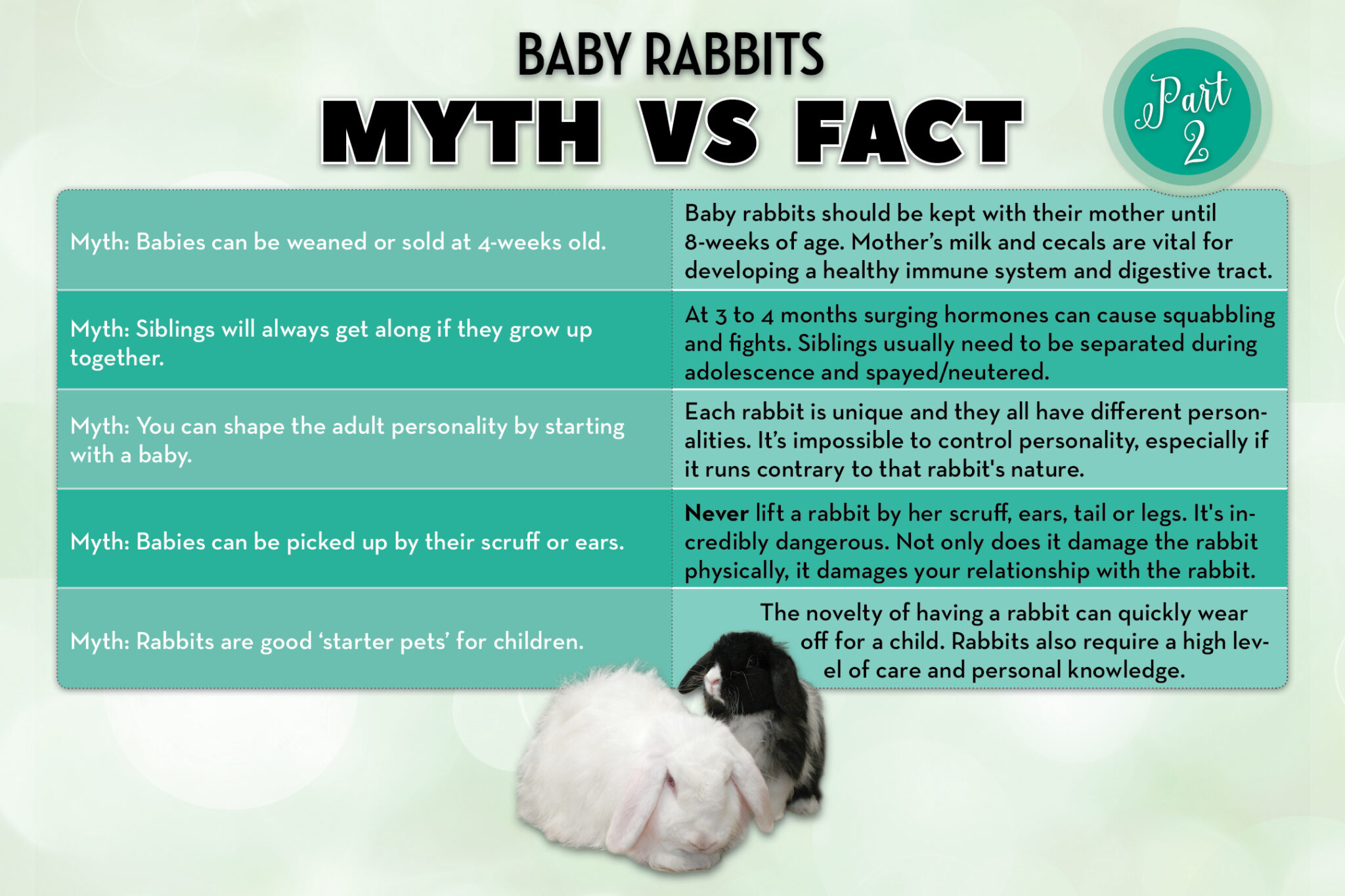 Debunking Common Myths About Baby Rabbits, part II - Rabbit.org Debunking Common Myths About Baby Rabbits, part II - Rabbit.org