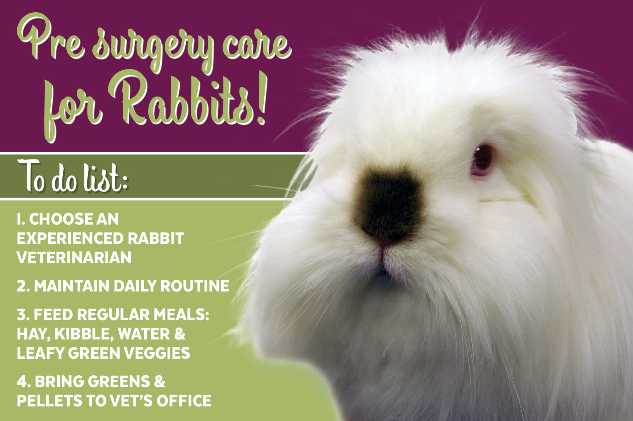 Pre-Surgical Care For Rabbits