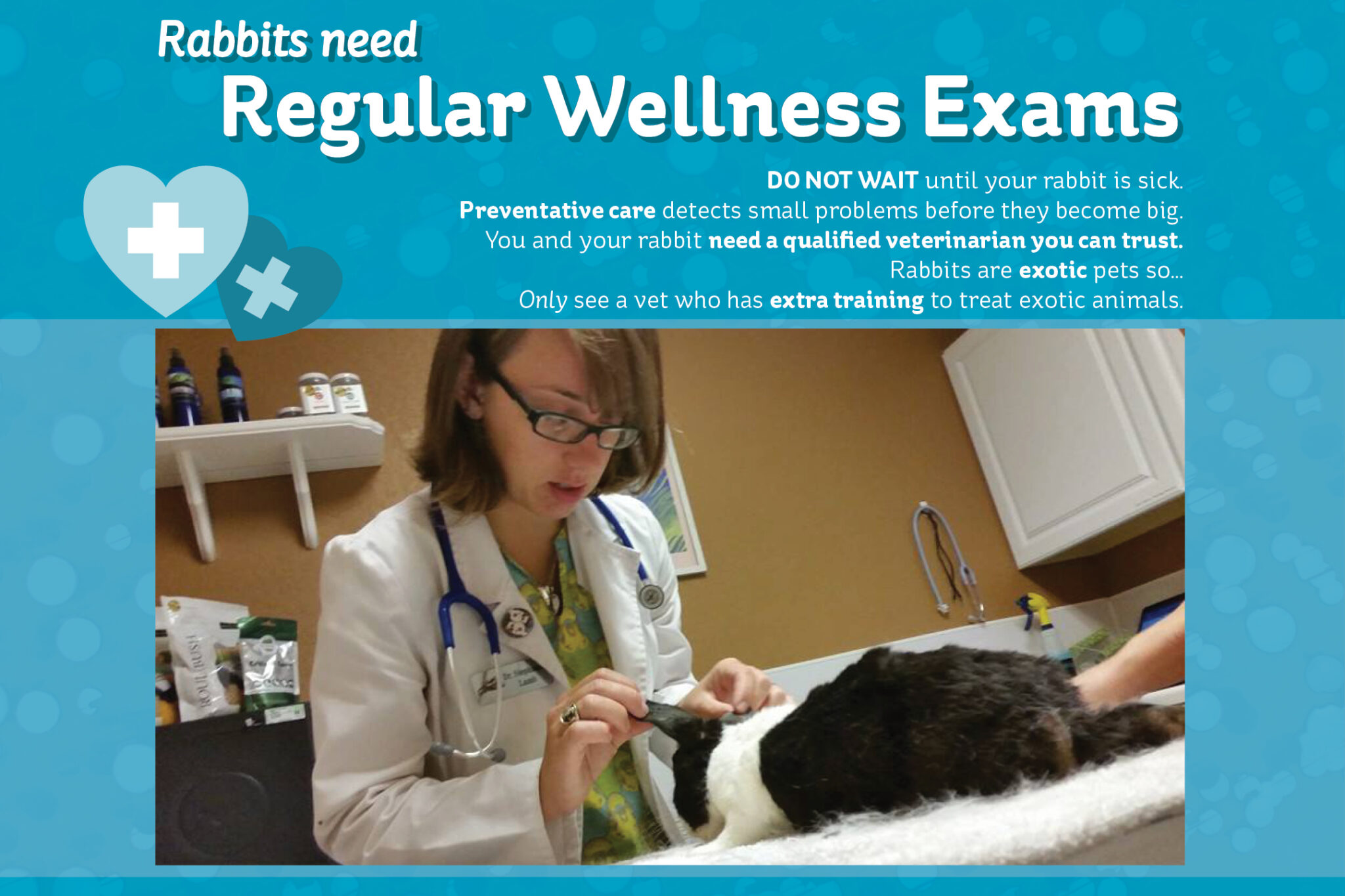 Why Regular Veterinary Visits are Essential for Rabbit Health - Rabbit.org