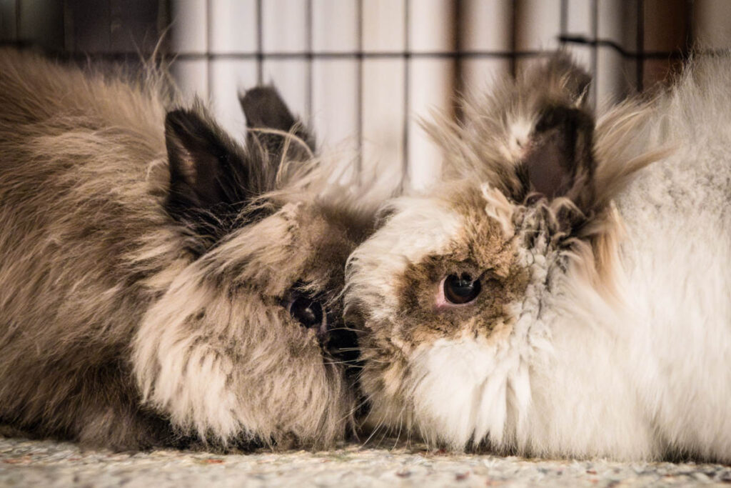 House Rabbit Care & Behavior - Rabbit.org