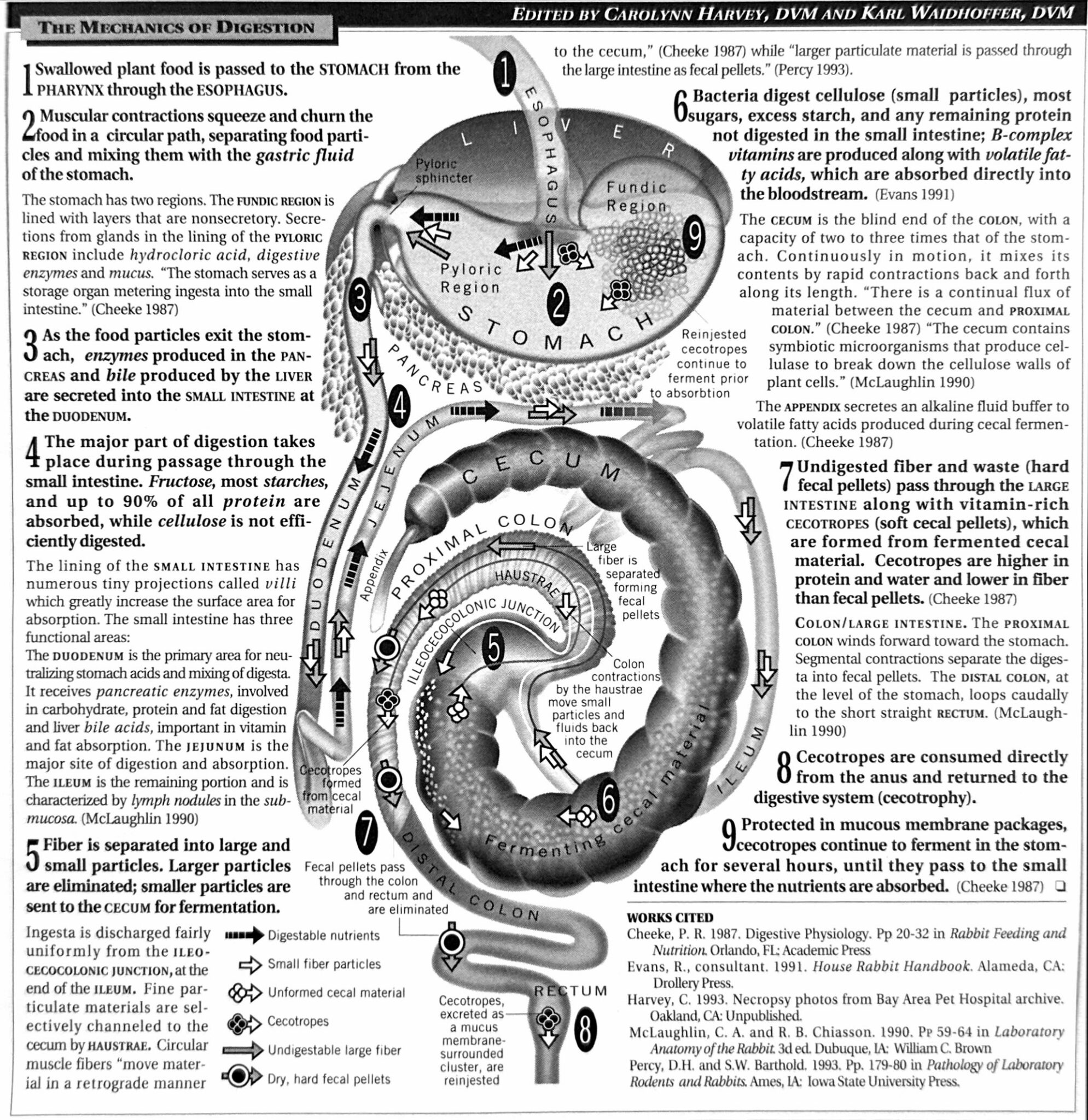 Digestibility in the Rabbit Diet - Rabbit.org