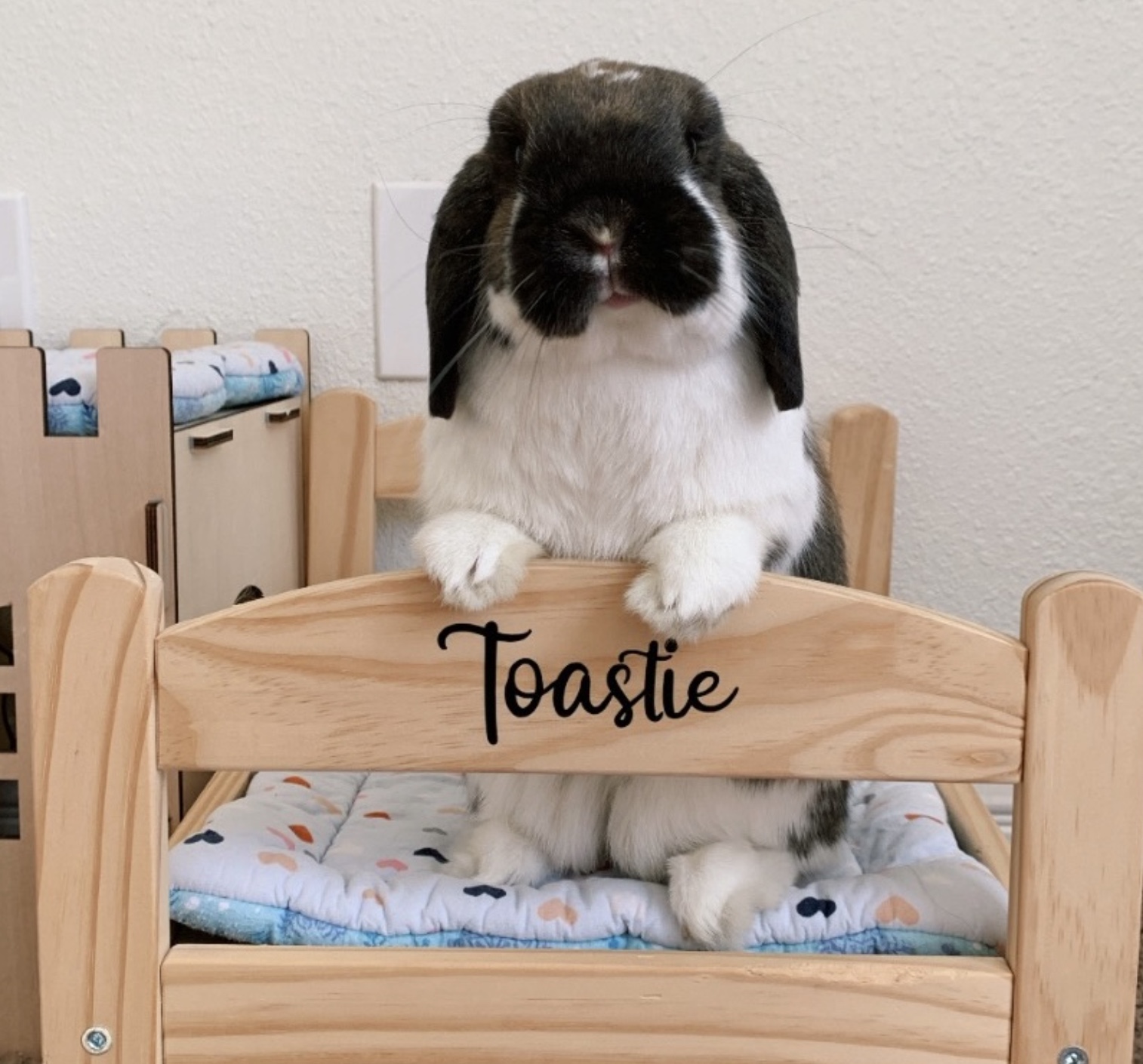 Navigating Social Work and Bunny Advocacy: Sky's Inspirational Insight ...