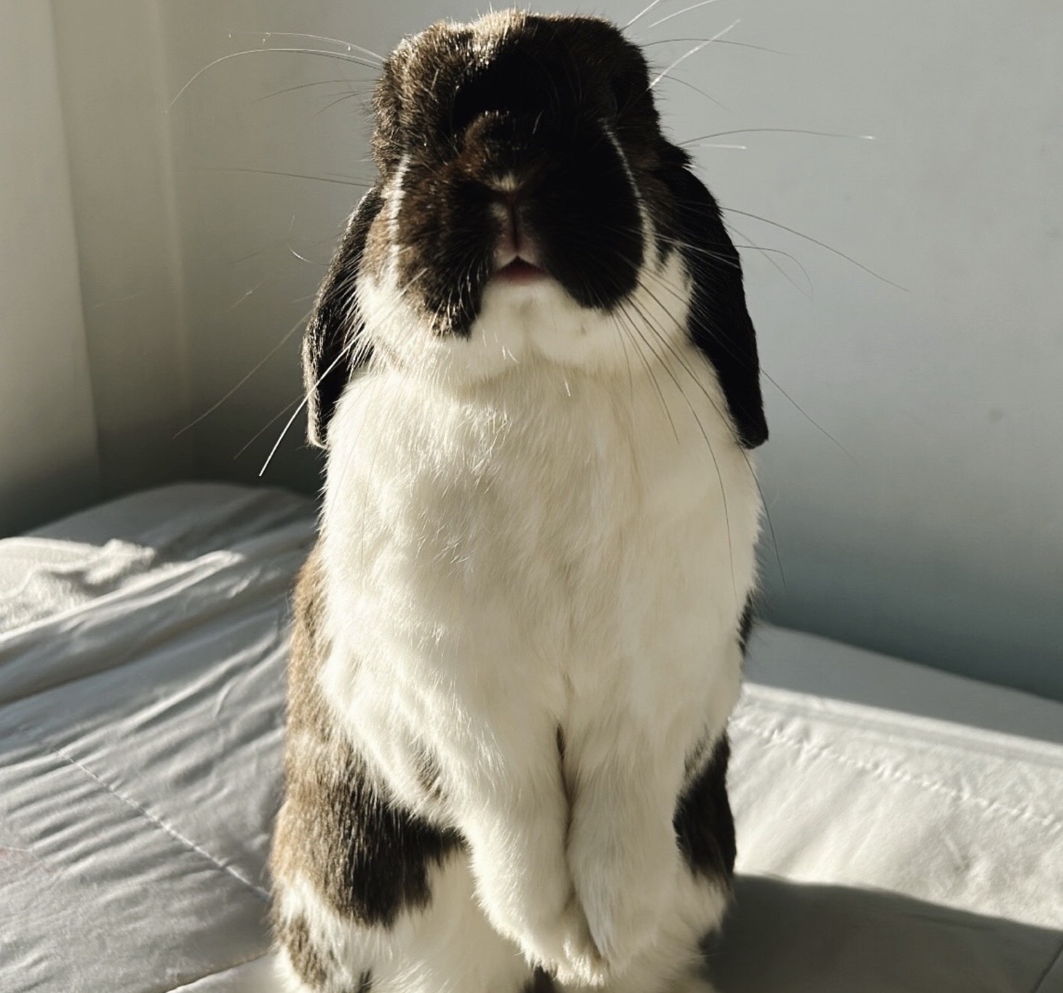 Navigating Social Work and Bunny Advocacy: Sky's Inspirational Insight ...