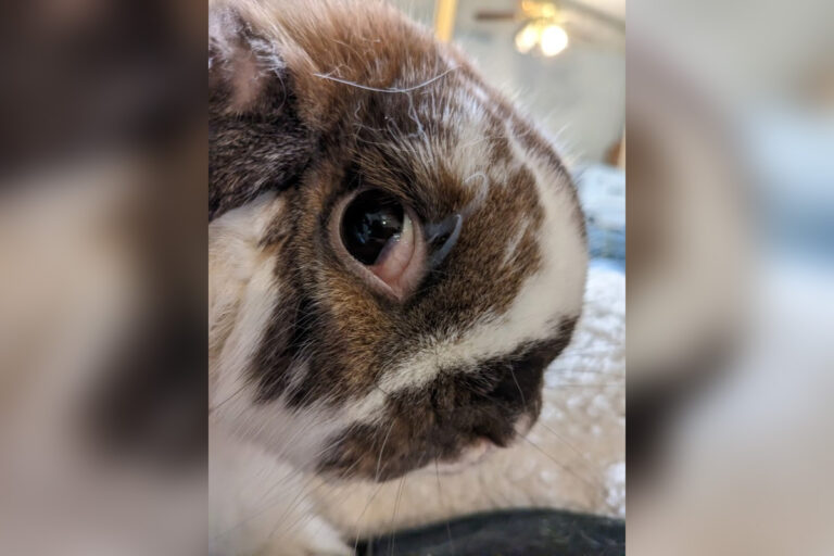 Thymomas in Rabbits: A Comprehensive Overview