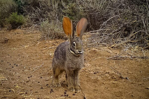 Vanishing Relatives: Rabbit Species on the Edge