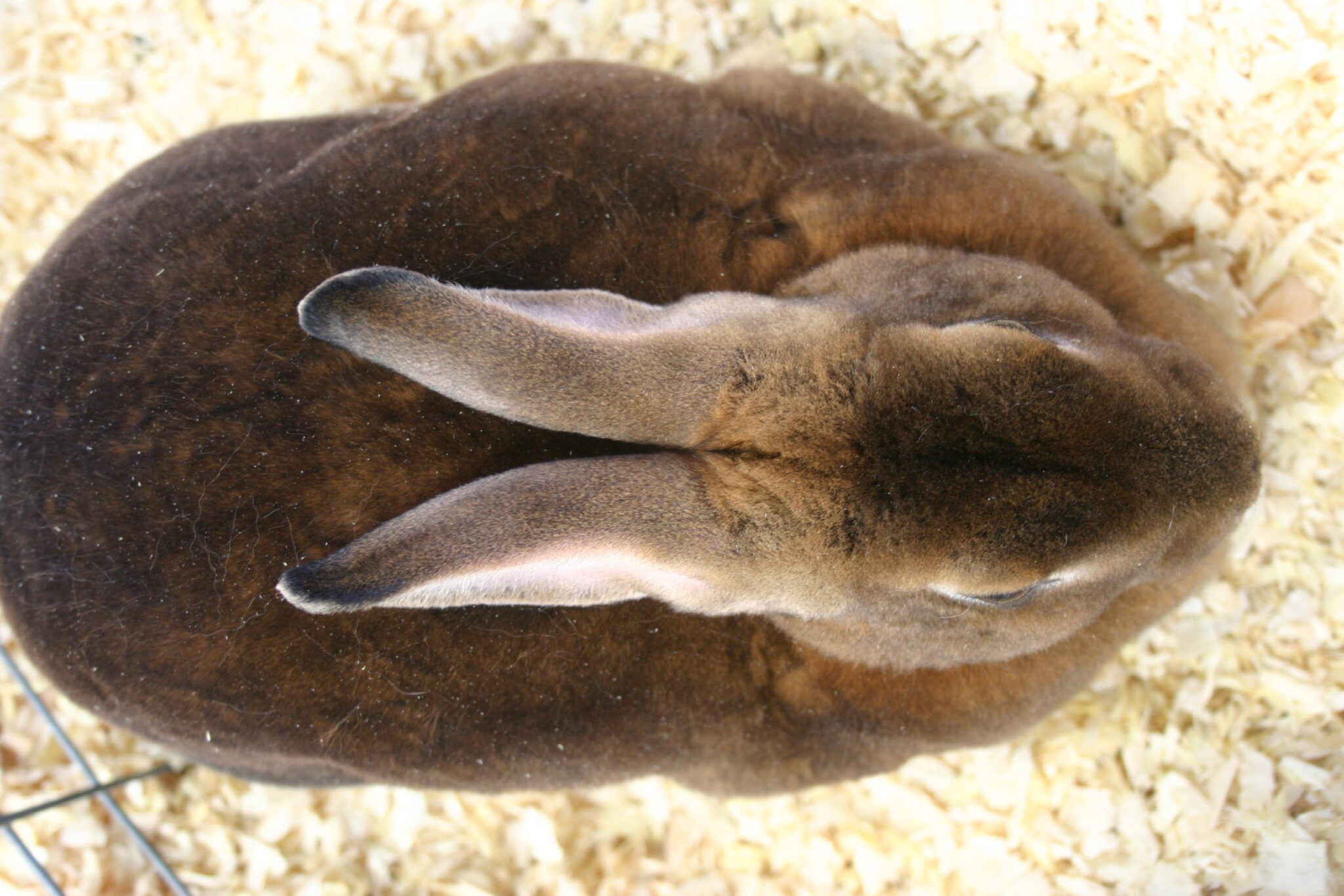 Overweight and Underweight Rabbits - Rabbit.org