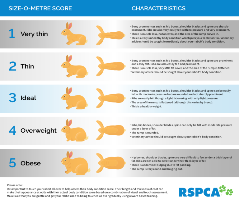 Overweight and Underweight Rabbits - Rabbit.org